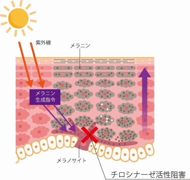 4MSK｜化粧品としての効果は？【美容成分大全】 | 美的.com